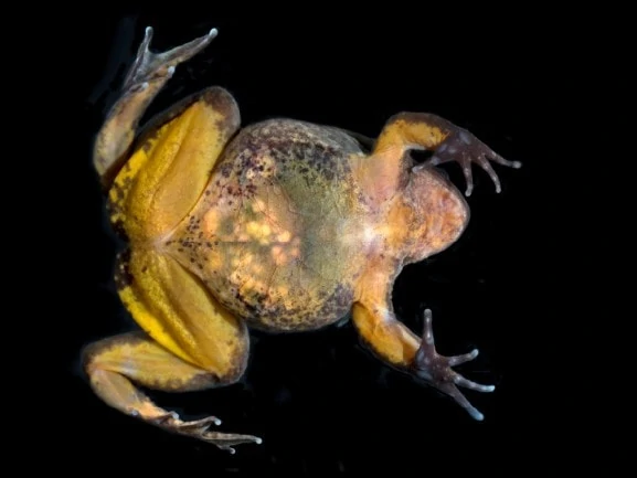 8 cosas que debes saber sobre las ranas acuáticas en su día