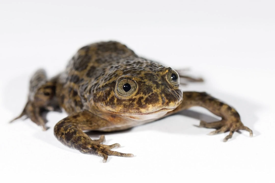 8 cosas que debes saber sobre las ranas acuáticas en su día